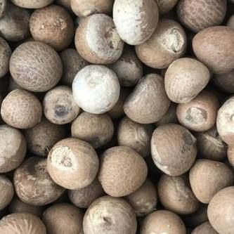 Buy Betel Nuts from Tropical Line Trading, South Africa | Tradewheel.com