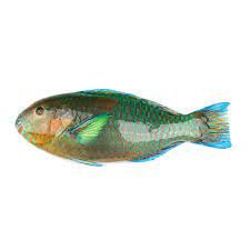 Buy High Quality Frozen Parrot Fish from Emmanuel Tchatchwa, Belgium ...