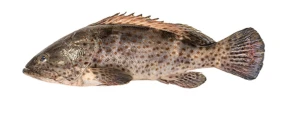 Buy Frozen Fish Fresh Grouper Fish At Best Price from Friends ...