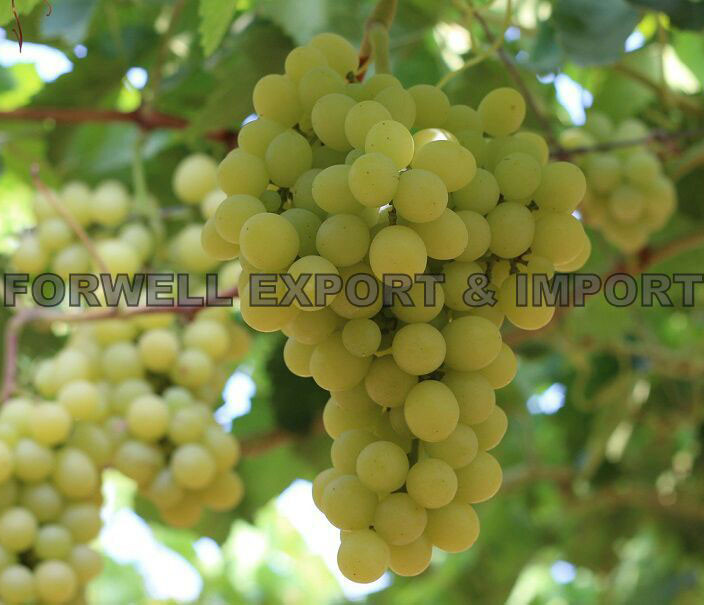Buy A Grape Is A Fruit, Botanically A Berry I Egyptian Grapes Supplier ...