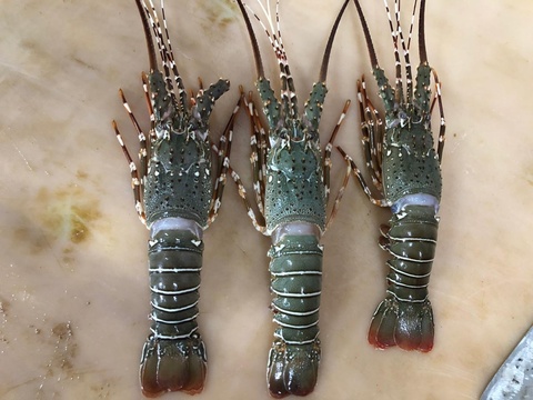 Buy Frozen Rock Lobster from ESEAFOOD EXPORTS, India | Tradewheel.com