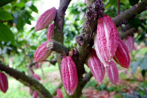 Buy Java Cocoa from CV. Arka Divya, Indonesia | Tradewheel.com