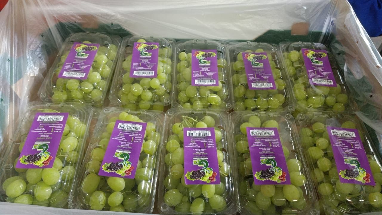 Buy Fresh Grapes from Green Point for import & export, Egypt ...