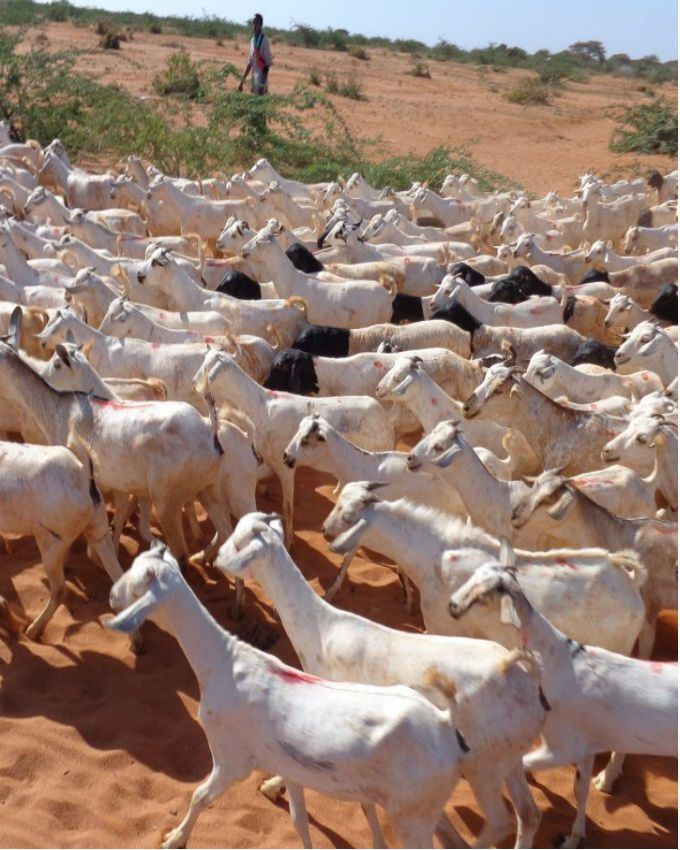 Buy Goat Meat from Dmpolin Enterprises, Kenya | Tradewheel.com