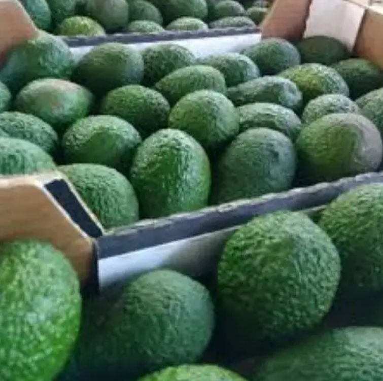 Buy 100% Pure Natural Quality Fresh Fruit Hass Avocados At Best ...