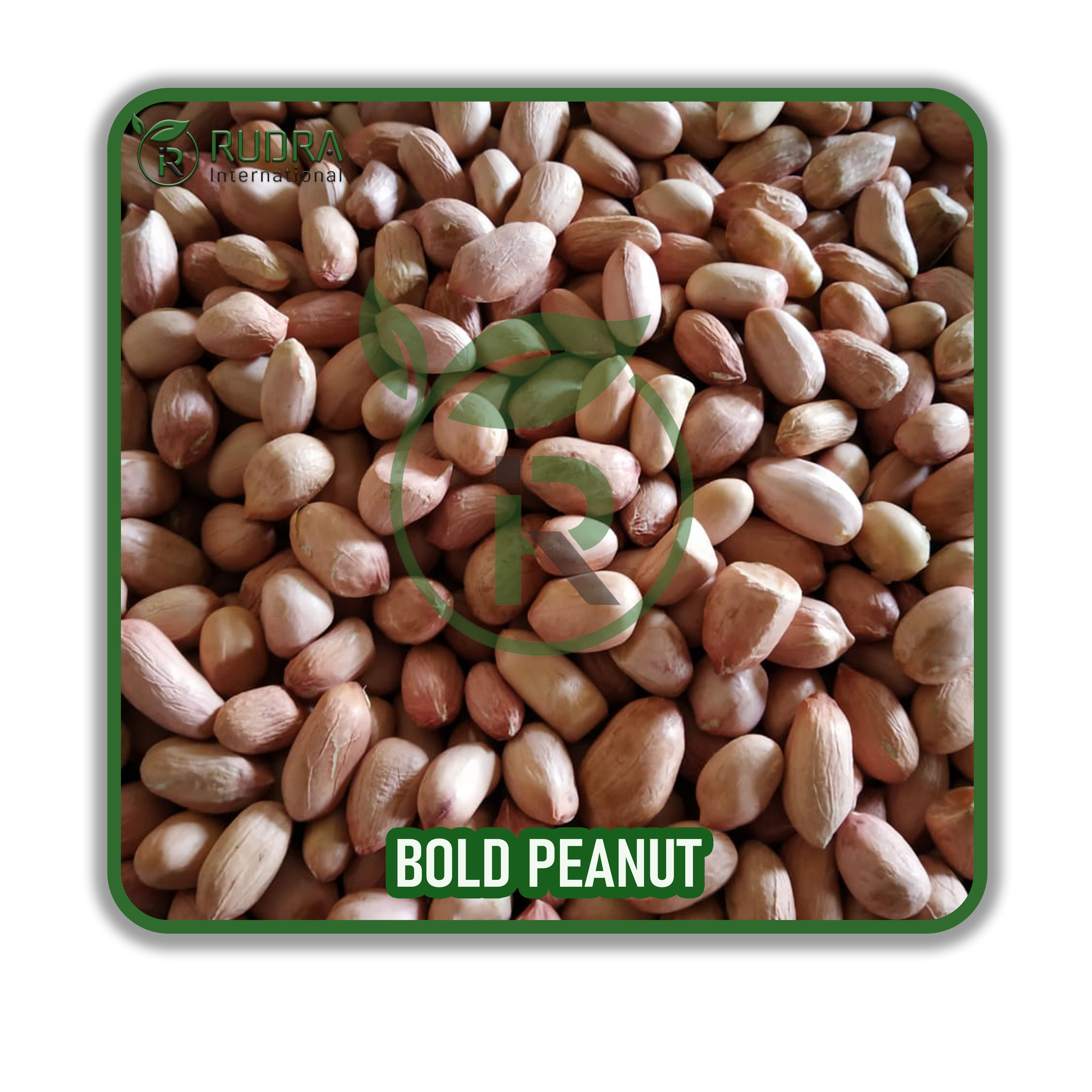 Buy Groundnut Peanut from Rudra International, India | Tradewheel.com