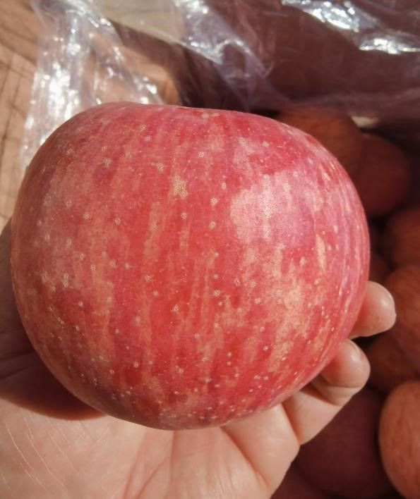 Buy Yiyuan Red Apple from Yiyuan County Everyone Million Fruit and ...
