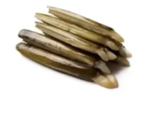 Buy Razor Clam from Friends International, Pakistan | Tradewheel.com