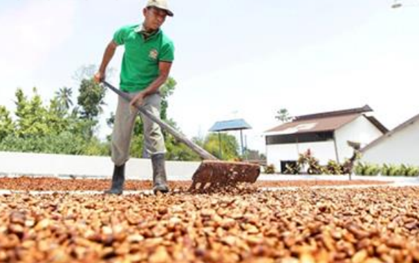 Buy Java Cocoa from CV. Arka Divya, Indonesia | Tradewheel.com