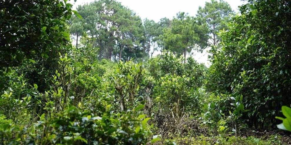 Buy Alpine Cloud Tea Area Environmental Conservation And Sustainable ...