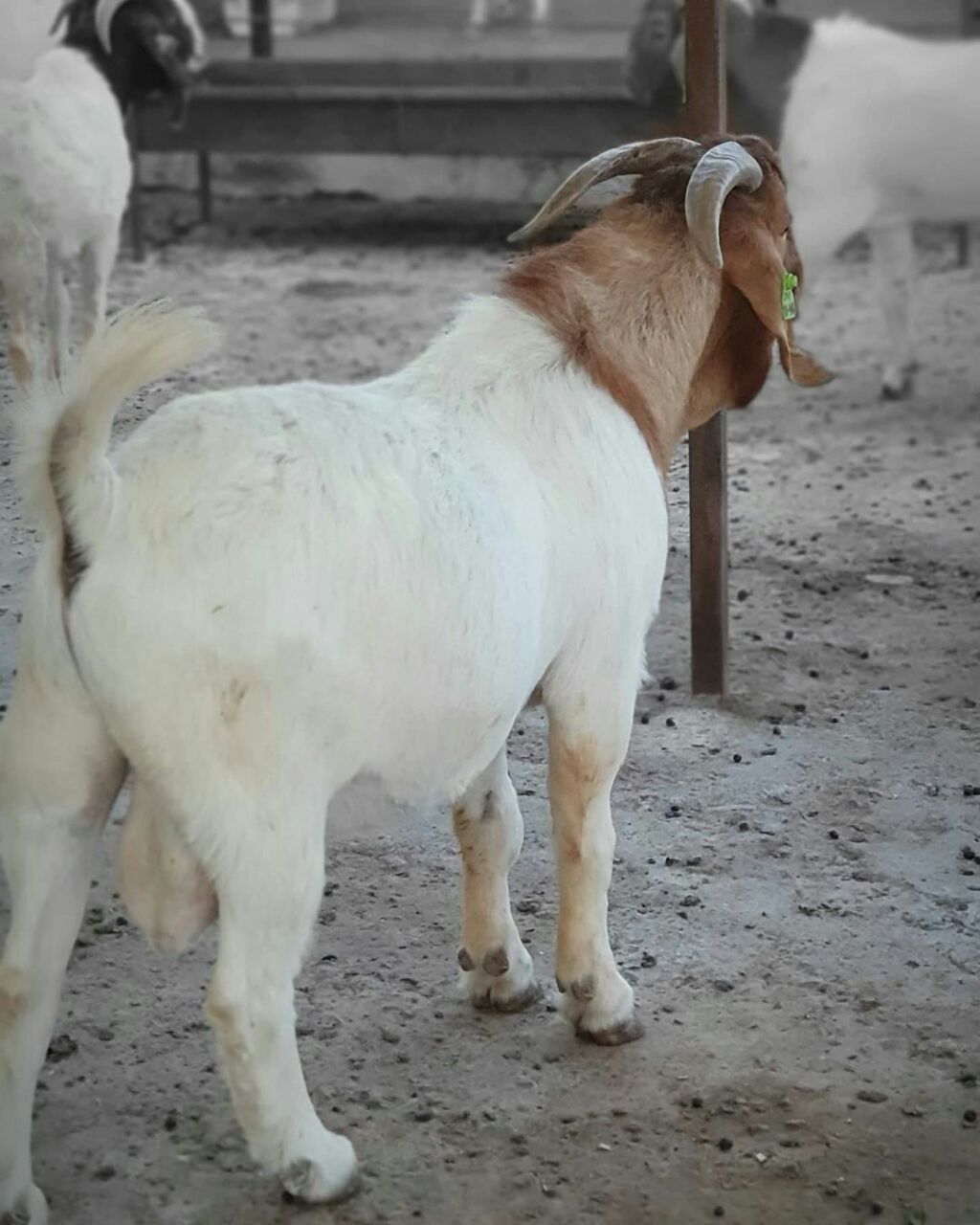 Buy Live Boer Goats from Alpha Agro Export, Germany | Tradewheel.com