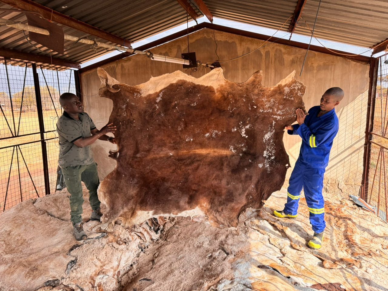 Buy Dry Salted Cow Hides from Tokeid Biotech, South Africa | Tradewheel.com