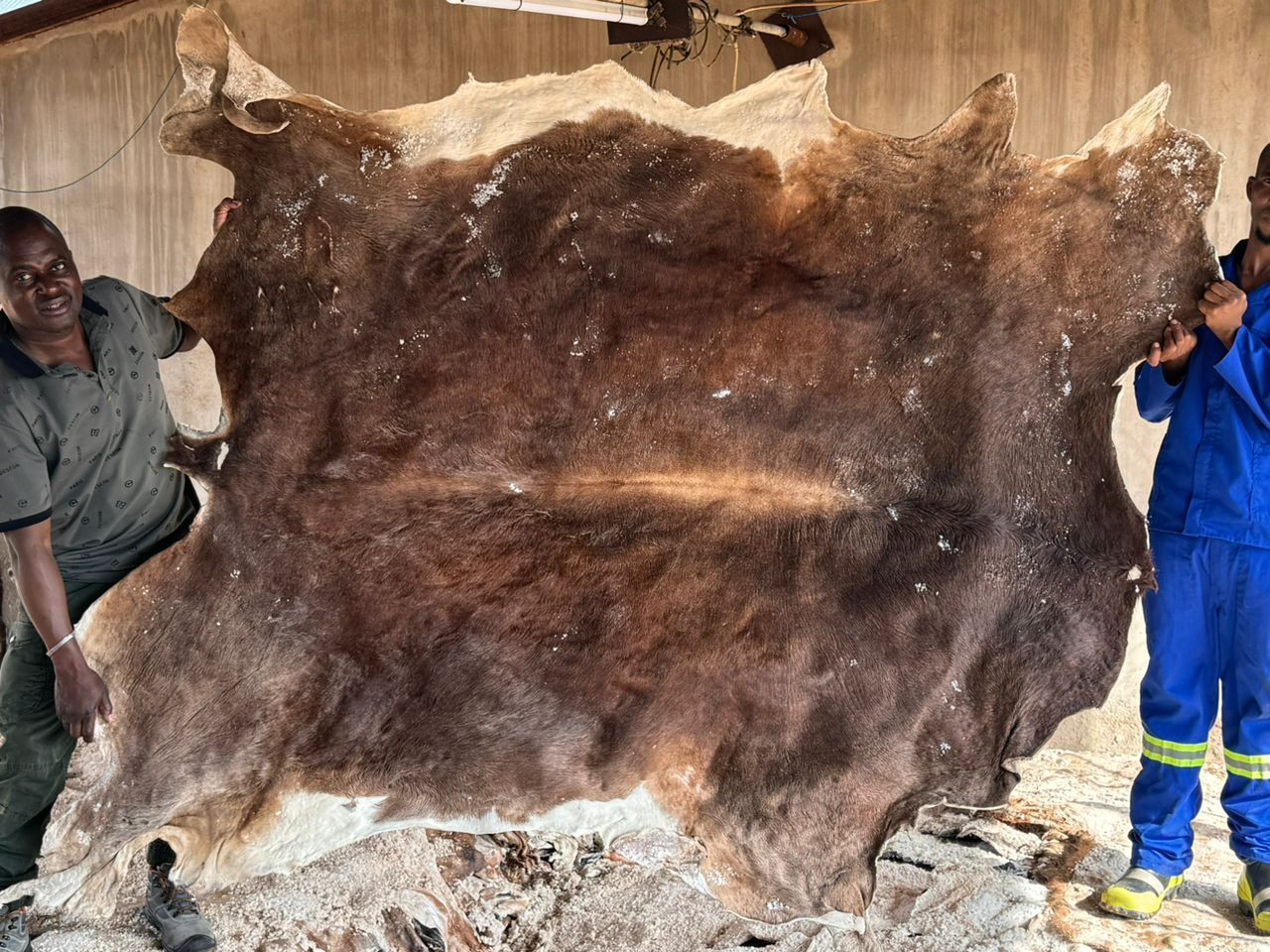 Buy Dry Salted Cow Hides from Tokeid Biotech, South Africa | Tradewheel.com