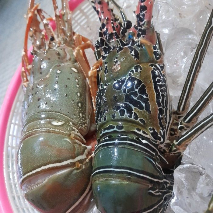 Buy Live Lobster, Spiny Lobster, Frozen Lobsters / Rock Lobster from ...