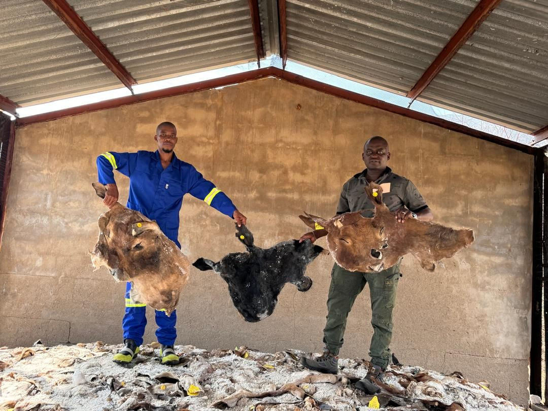 Buy Dry Salted Cow Hides from Tokeid Biotech, South Africa | Tradewheel.com