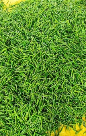 Buy Green Chilli from Classic Enterprises, Pakistan | Tradewheel.com