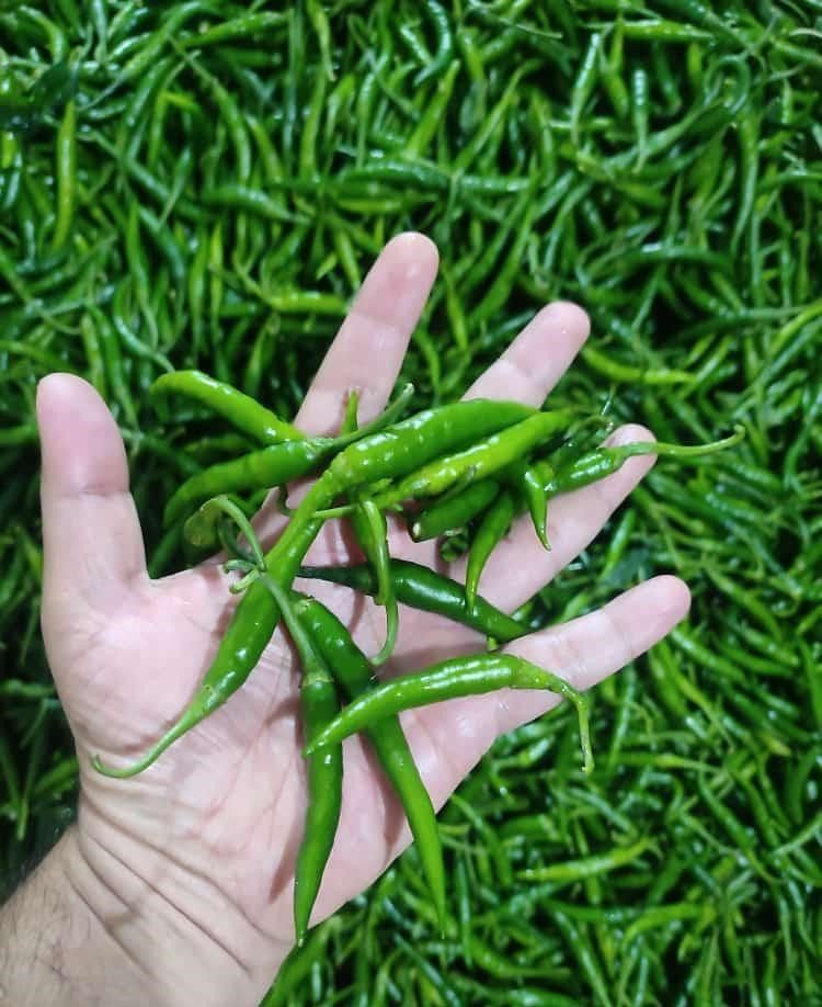 Buy Green Chilli from Classic Enterprises, Pakistan | Tradewheel.com