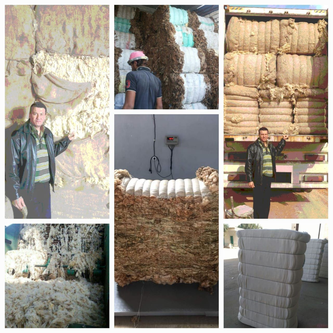 Buy Scoured Sheep Wool (white And Mix Color) from Al-Masria For Exp Est ...
