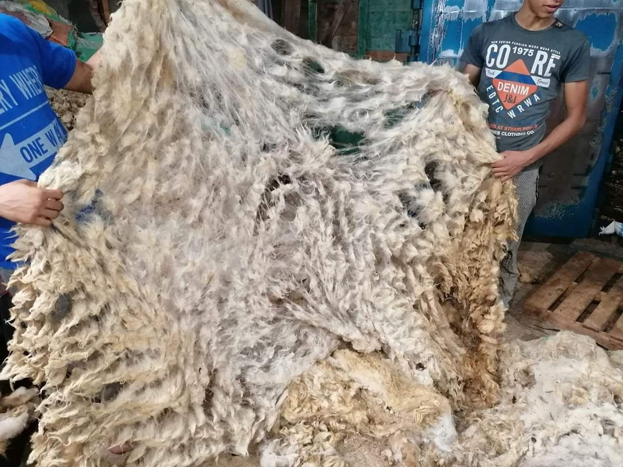 Buy Scoured Sheep Wool (white And Mix Color) from Al-Masria For Exp Est ...