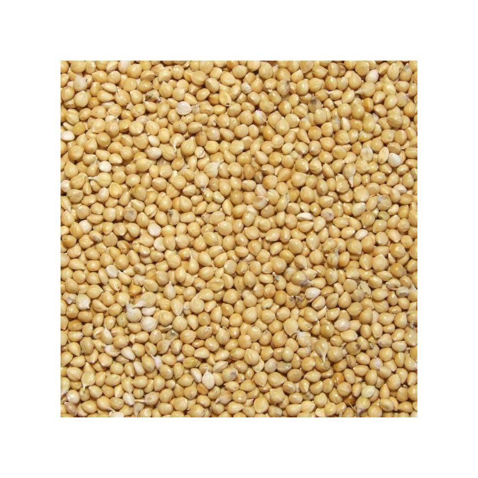 Buy Fresh Natural Yellow Millet For Export from Afrivet Trading ...