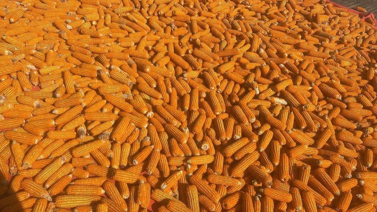 Buy Yellow Maize From Myanmar from GrainPlus Trading Co., Ltd, Myanmar ...
