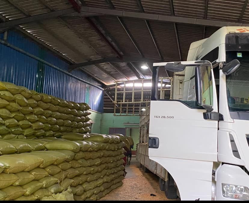 Buy Yellow Maize From Myanmar from GrainPlus Trading Co., Ltd, Myanmar ...