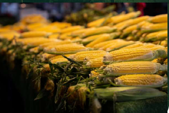 Buy Yellow Corn Gmo from Gold Stone, Brazil | Tradewheel.com