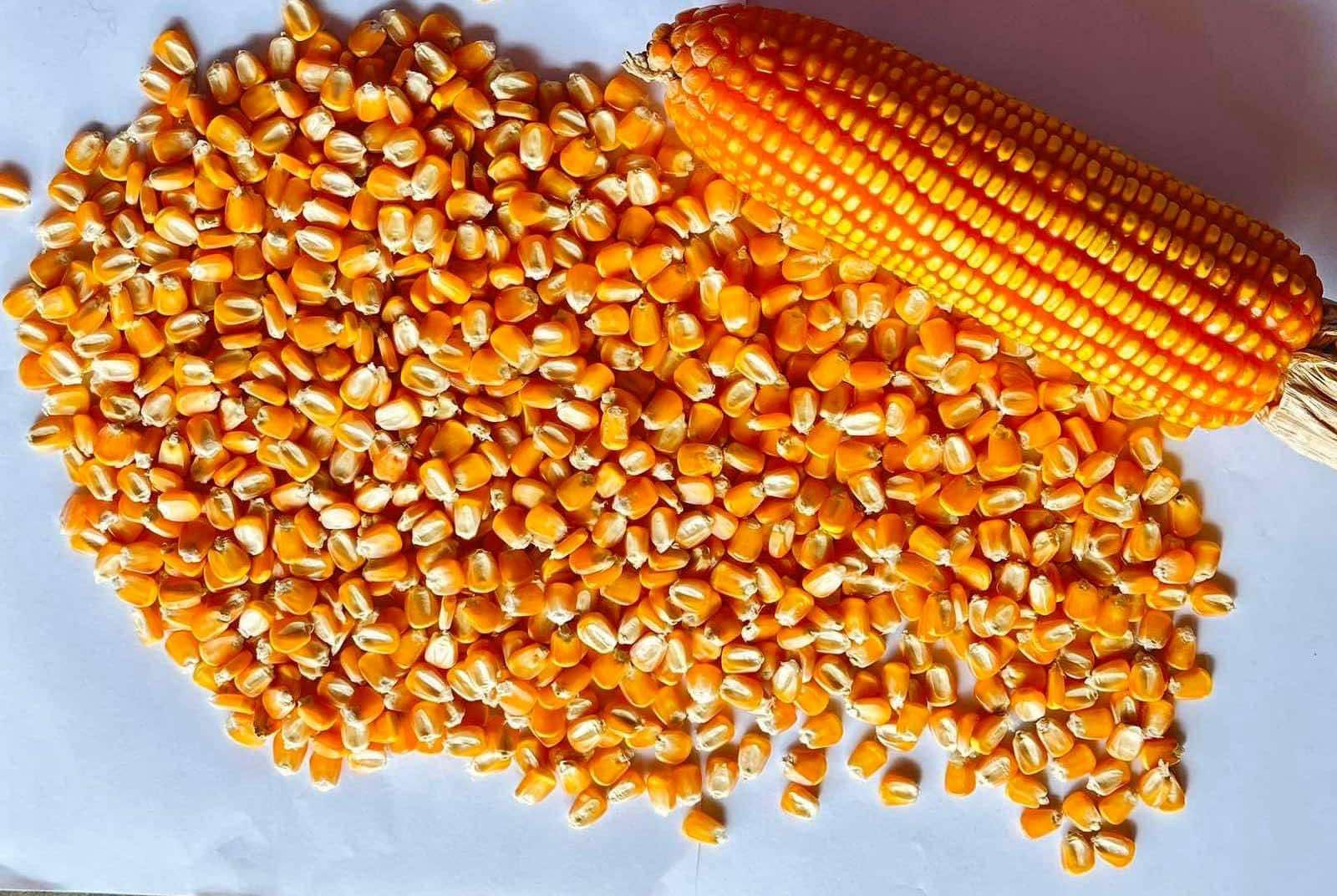 Buy Yellow Maize From Myanmar from GrainPlus Trading Co., Ltd, Myanmar ...
