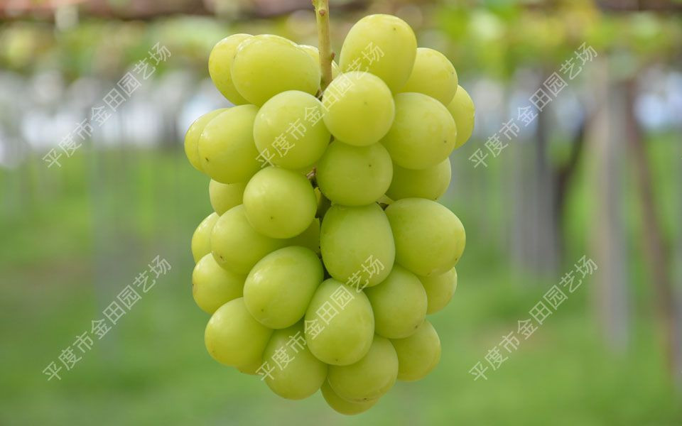 Buy Sunshine Rose Grape Seedlings Grape Vines from Pingdu Jintian ...