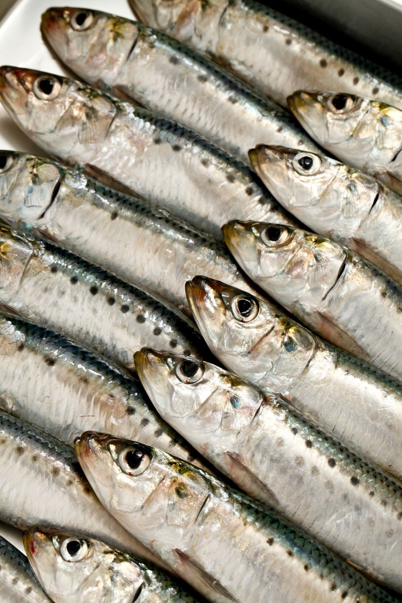 Buy Sardine Fish from Rosborg Krydderurter A/S, Denmark | Tradewheel.com