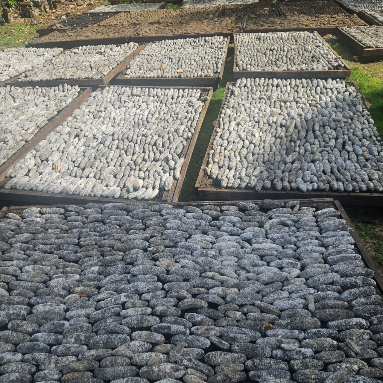 Buy Sea Cucumber from Invedexsa, Honduras | Tradewheel.com