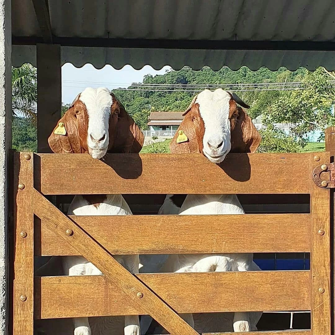 Buy Live Boer Goats from Alpha Agro Export, Germany | Tradewheel.com