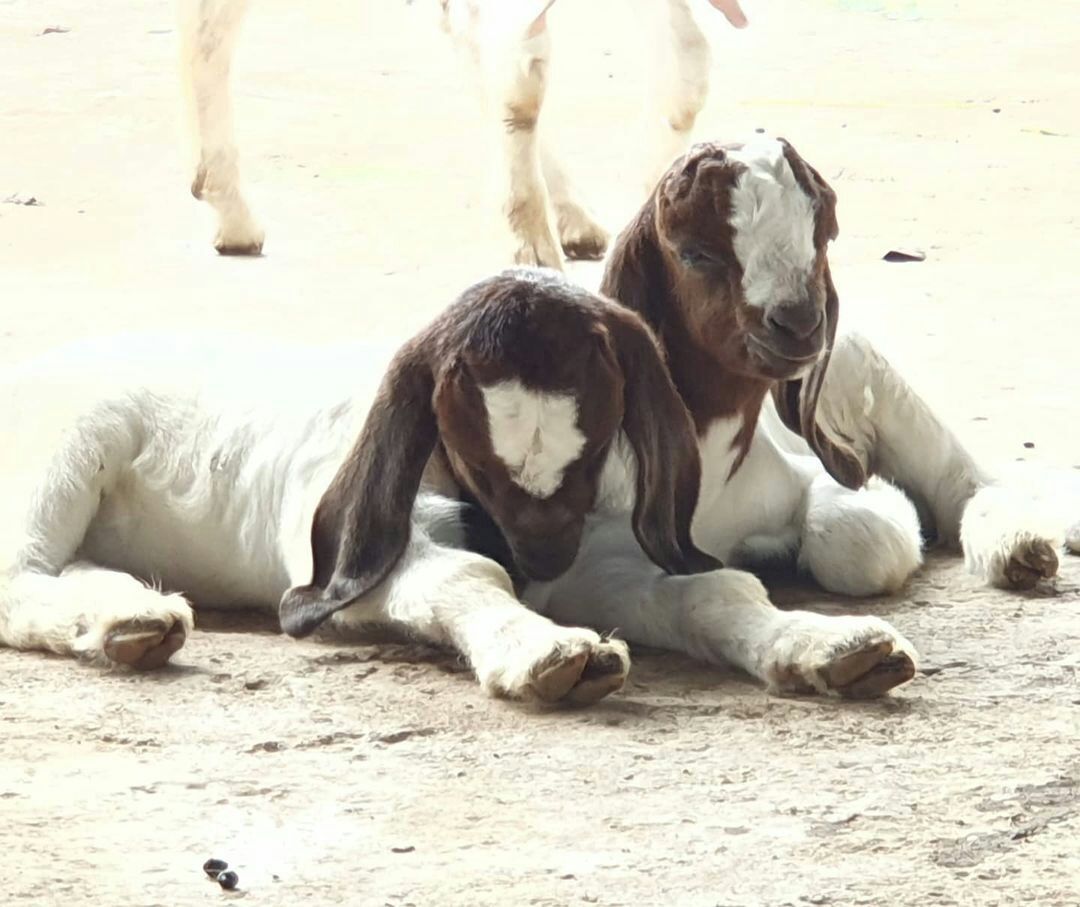 Buy Live Boer Goats from Alpha Agro Export, Germany | Tradewheel.com