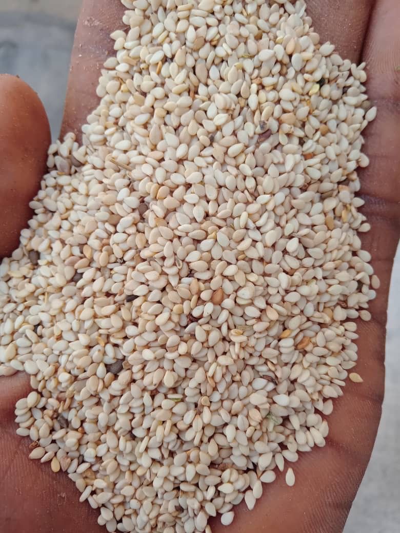 Buy Sesame Seed from DANKASA VENTURE CAPITAL LTD, Nigeria | Tradewheel.com