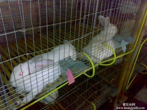 Buy Cheap Rabbit Farming Cage,industrial Cage For Rabbit,commercial ...
