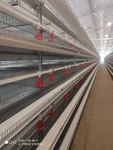 Buy New Design H Type Quail Cage Full Automatic Equipment Layer Quail ...