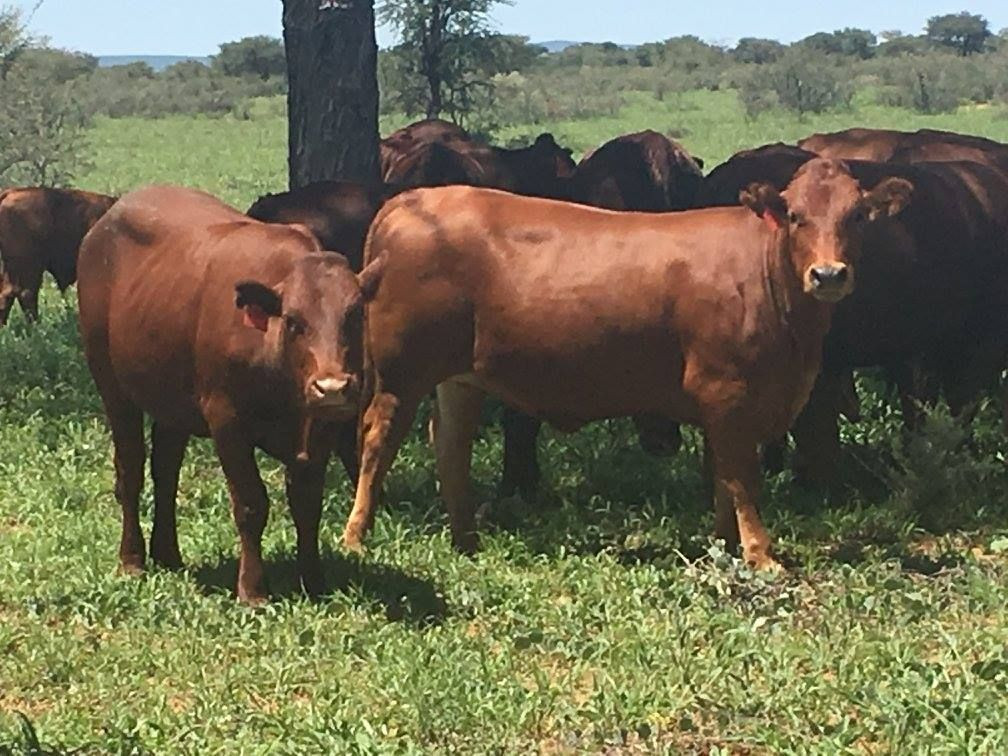 Buy Bonsmara Cattles from AFRICA ASPIDUS COMMODITY TRADERS, South ...