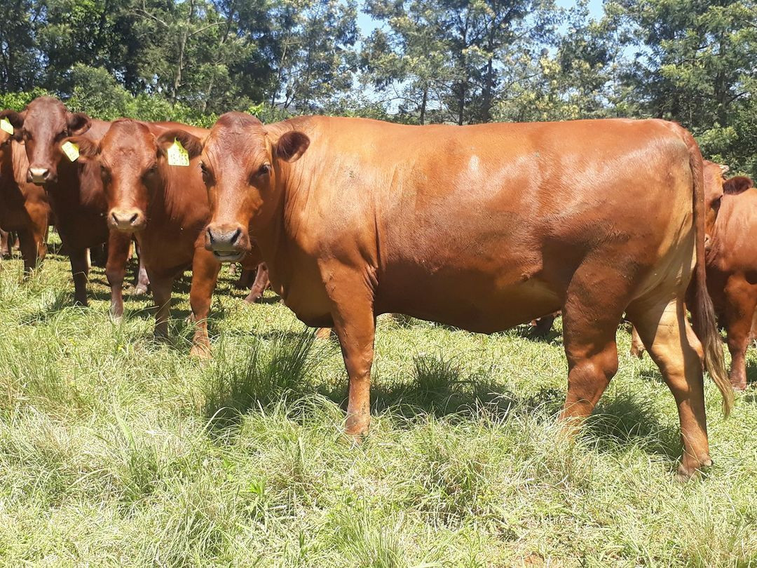 Buy Bonsmara Cattles from AFRICA ASPIDUS COMMODITY TRADERS, South ...