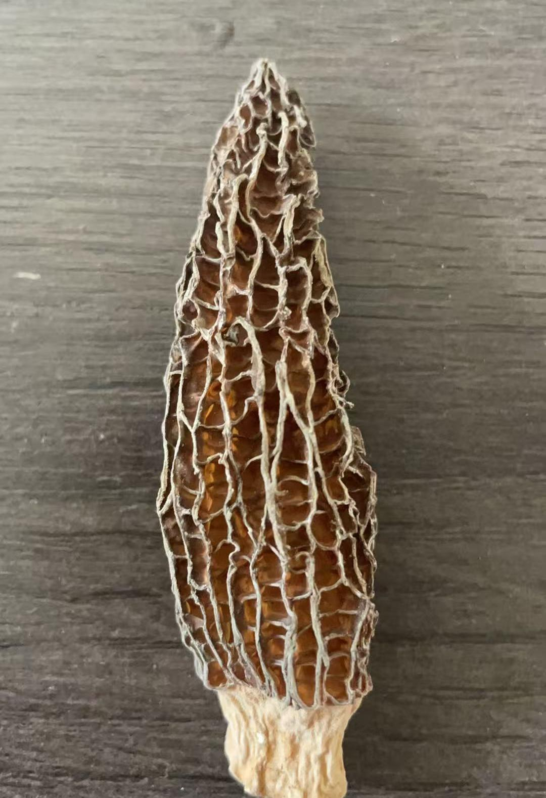 Buy Brown Morchella From China from Zhongchuang Microbiology Technology ...