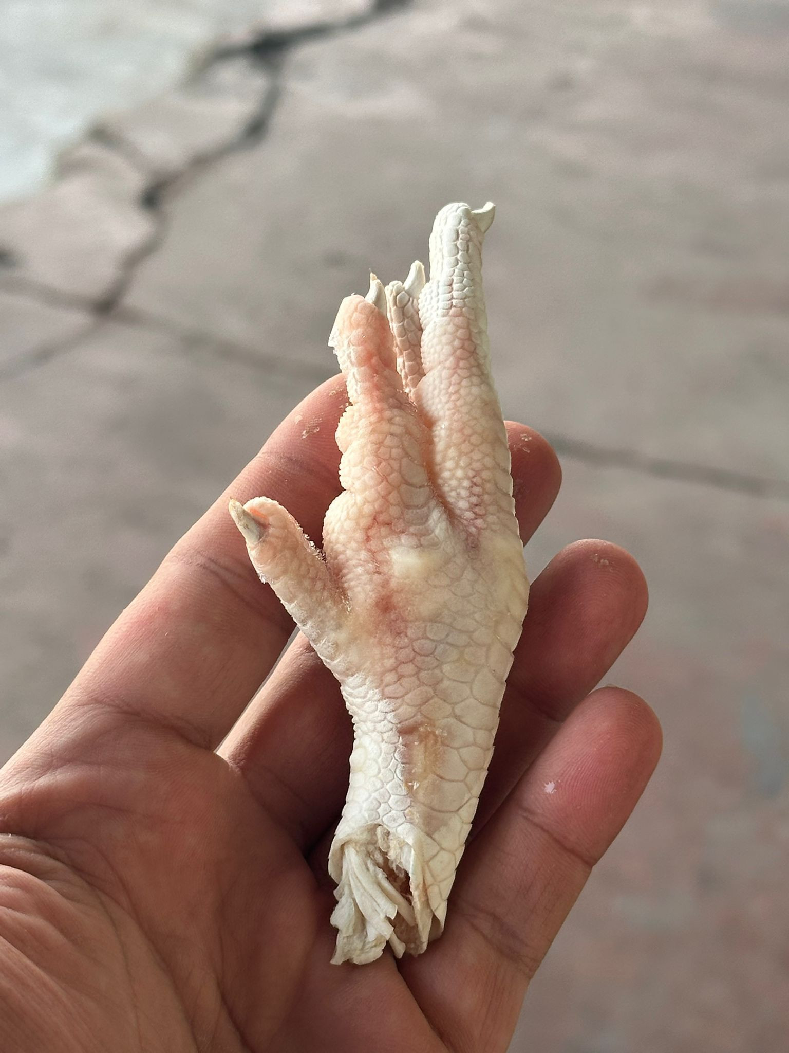 Buy Frozen Chicken Feet Grade B (halal, -18°c) from HnDepo, Republic of ...