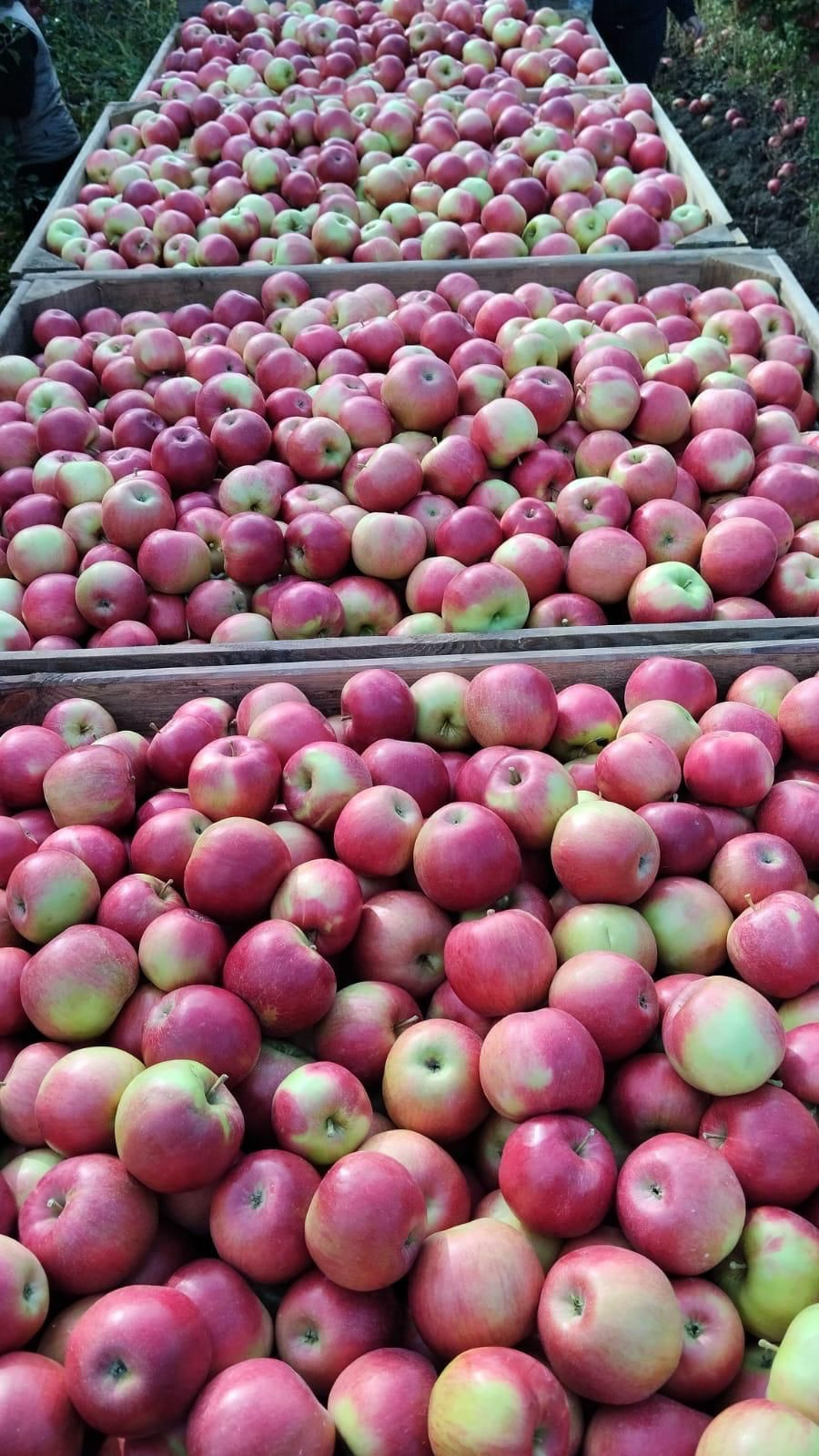Buy Fresh Apples Idared From Republic Of Moldova from CS “LiSteRa GROUP ...