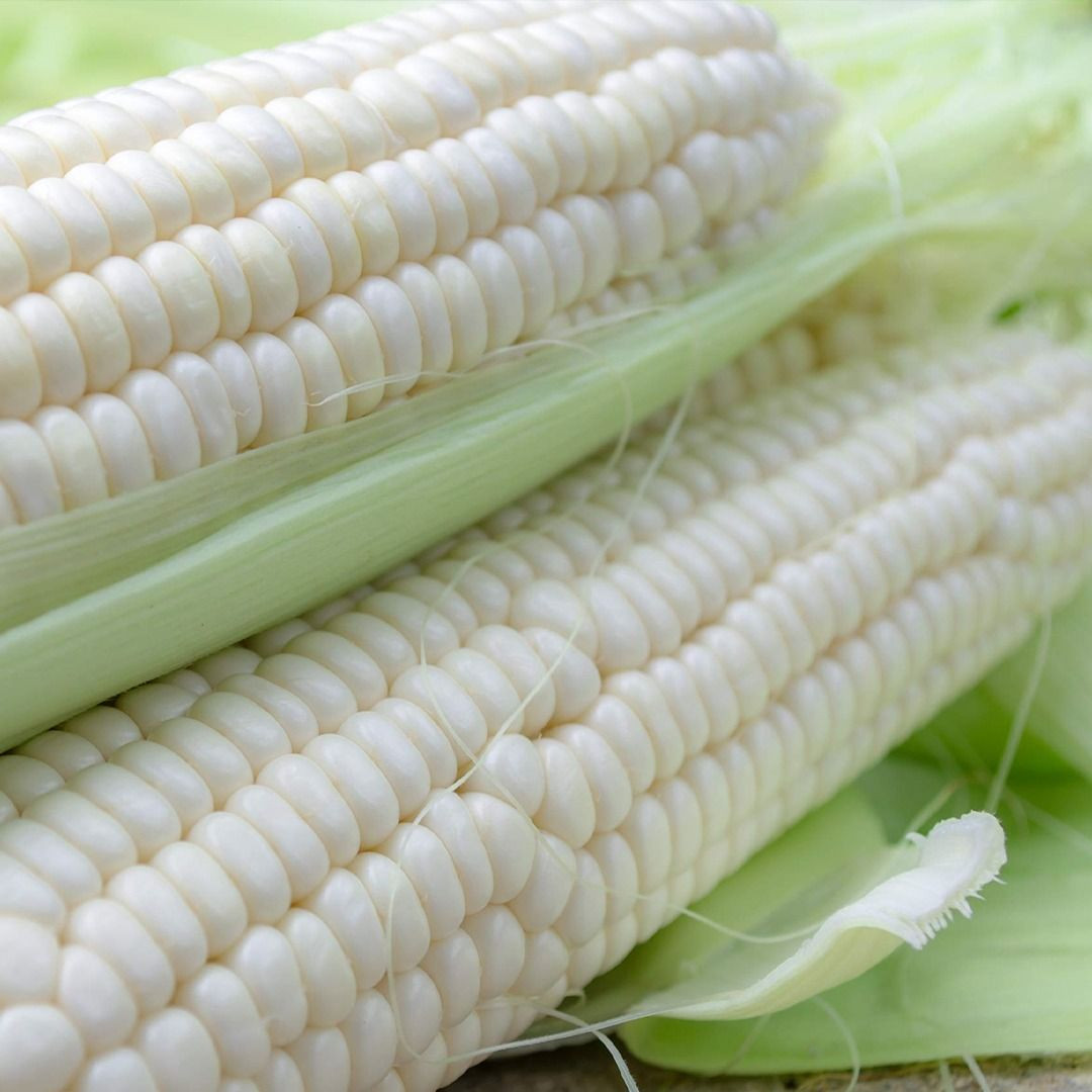 Buy Pure Dried White Corn Delicious White Corn Ready For Bulk Sale With ...