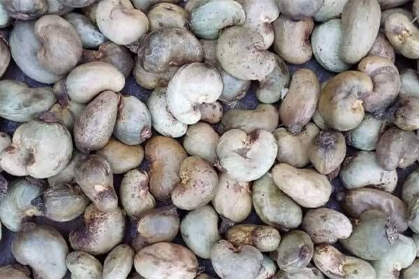 Buy Raw Cashew Nuts from GIE And Jef Jel Agriculture, Senegal ...