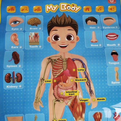 Buy Ag03 My Body Talking Poster Interactive Educational Human Anatomy ...