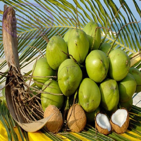 Buy Fresh Young Coconut, Nam Hom Coconut , Premium Grade Organic And ...