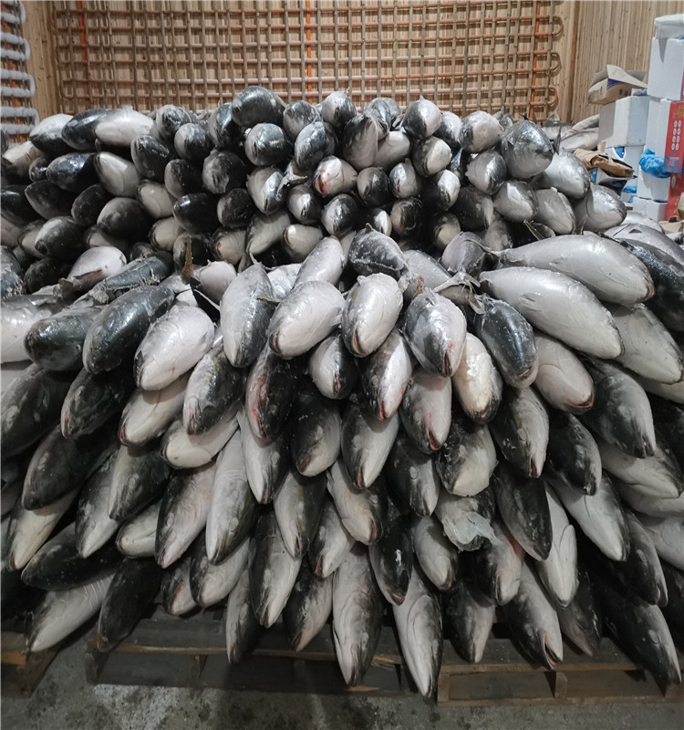 Buy Hot Sale Frozen Yellowtail Fish from Taizhou Xingcheng Aquatic ...