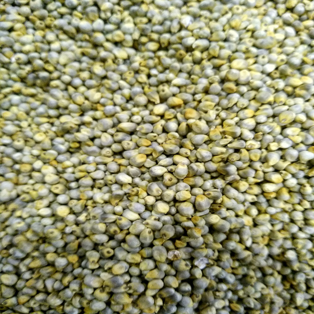Buy Natural Raw Green Millet/ Yellow Millet/ Bajra For Human ...