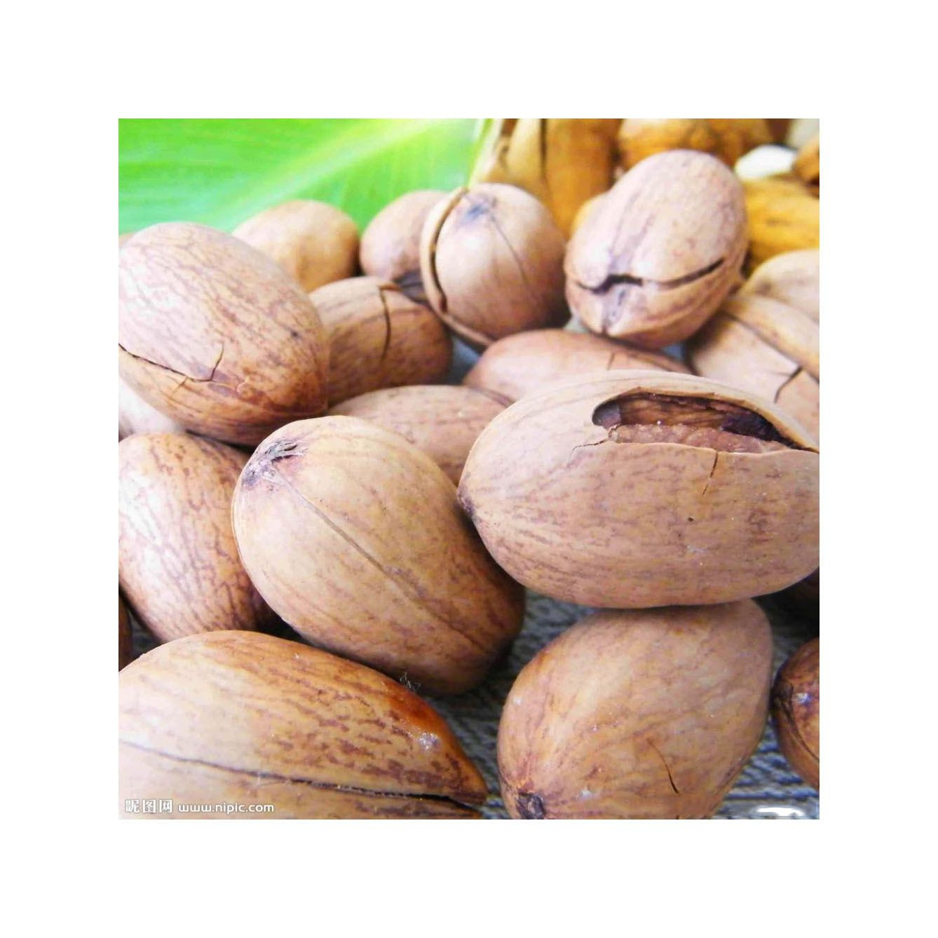 Buy Premium Pecan Nuts Bulk Supply Wholesale Cheap Price Nutritious ...