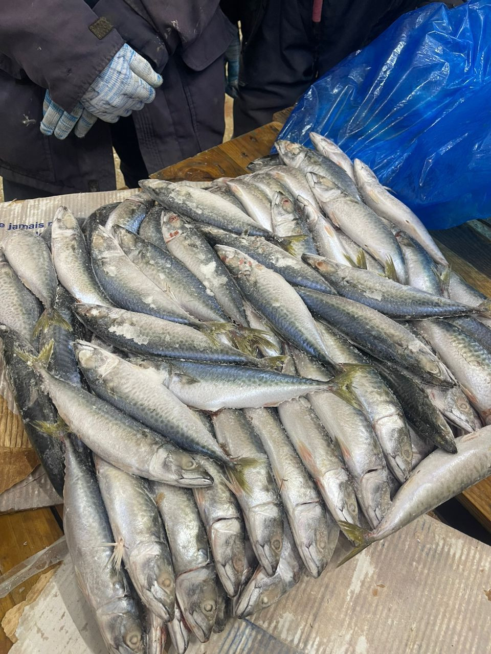 Buy Horse Mackerel from Elveth sarl, Mauritania | Tradewheel.com