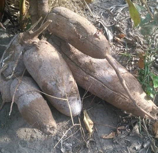 Buy Fresh Cassava & Tapioca from ameseksons Enterprise, Ghana ...
